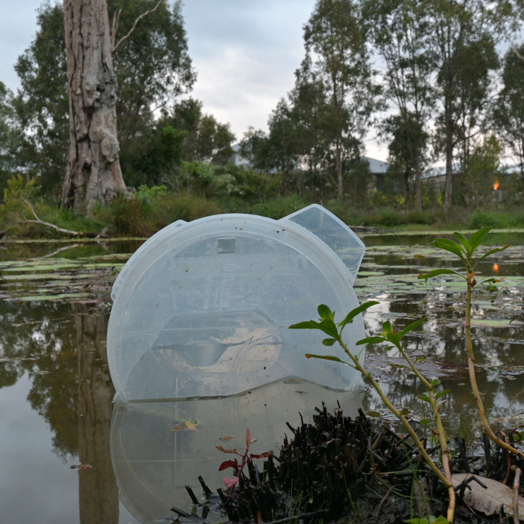 Tadpole Trapping Watergum Tadpole Trapping Watergum